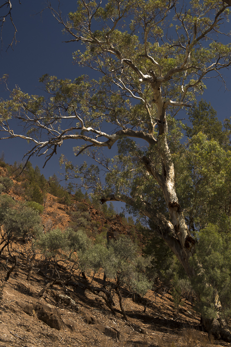 Flinders Range | Robert Goodlad Fine Art